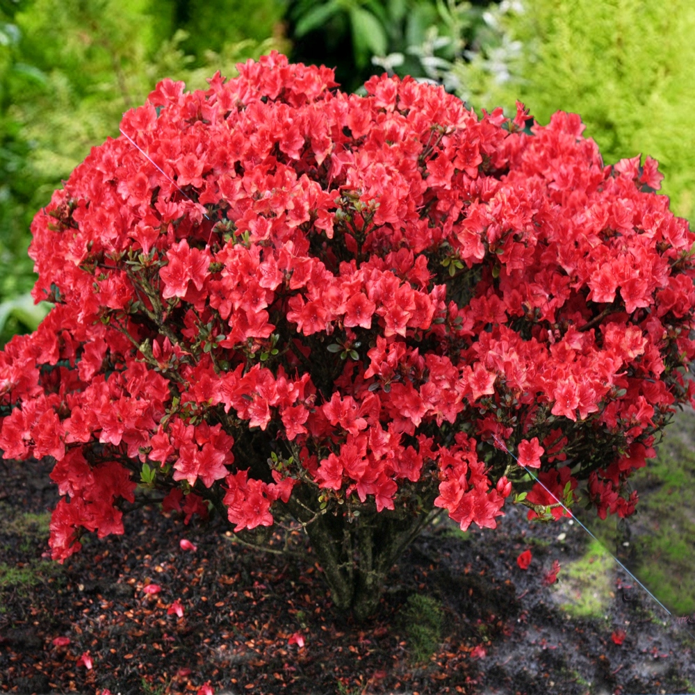 Azalia - Niska cena na Allegro.pl