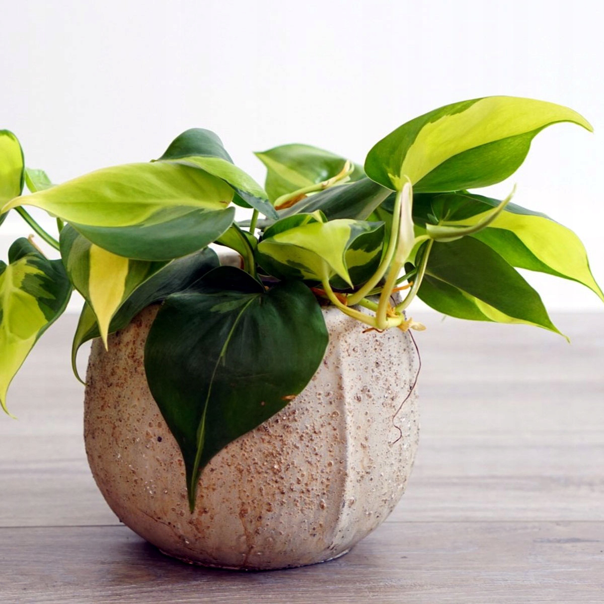 Philodendron Brazil Scandens pnący Filodendron • Cena, Opinie • Rośliny ...