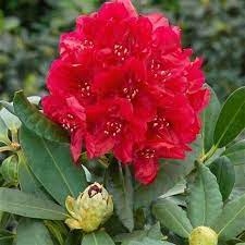 Rododendron 5l - Niska cena na Allegro