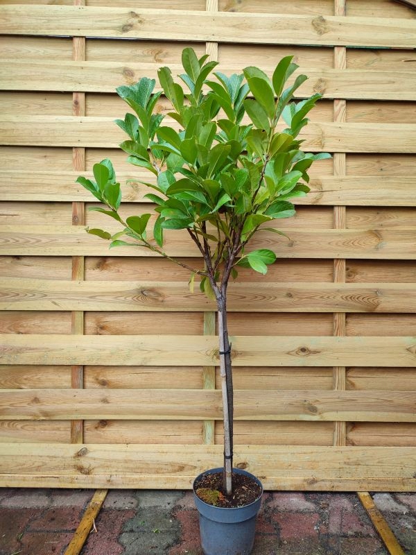 Laurowiśnia wschodnia Prunus laurocerasus Laurowiśnia wschodnia Prunus laurocerasus