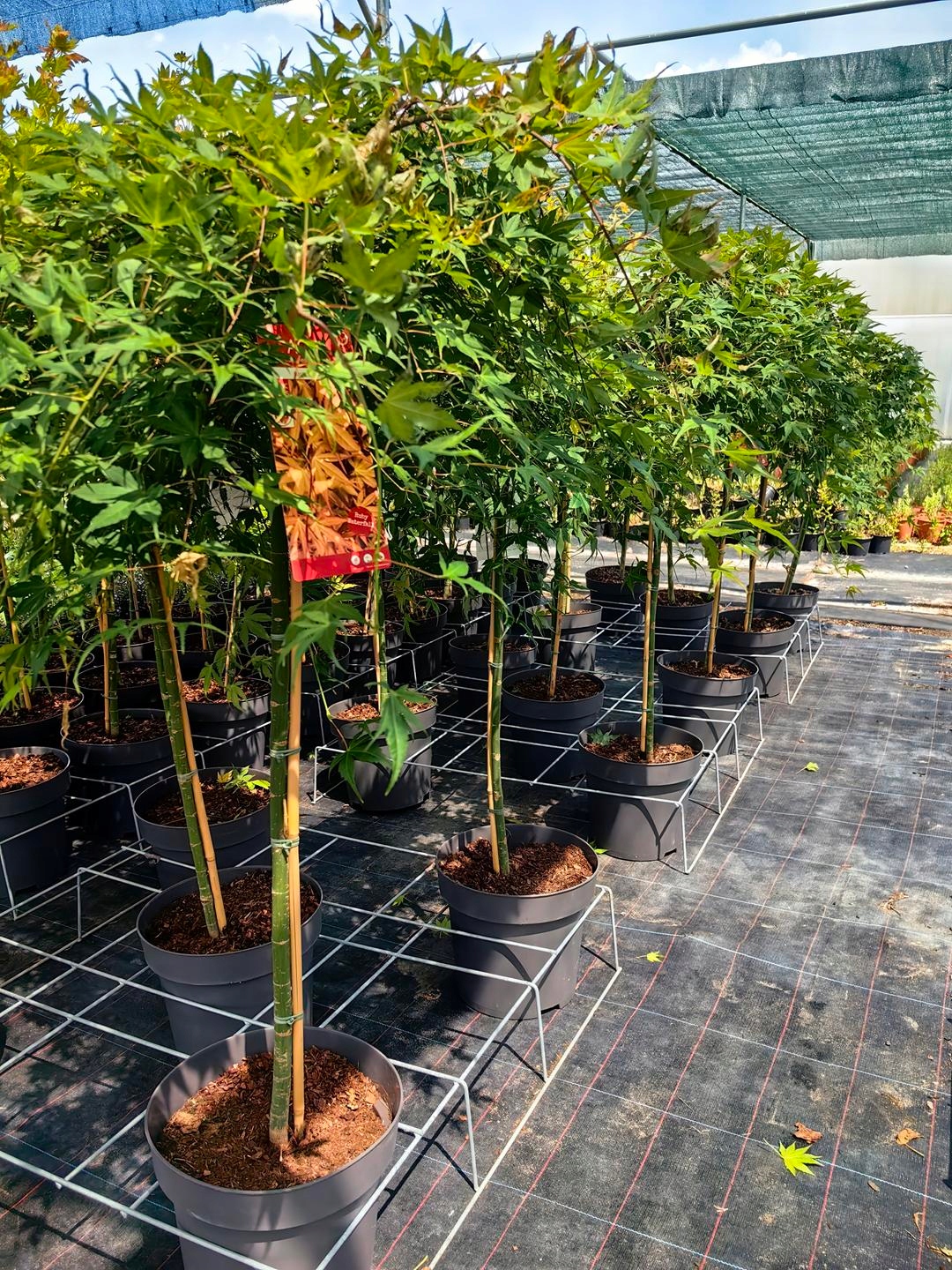 Acer Palmatum - Klon palmowy CASCADE RUBY na pniu • Cena, Opinie ...