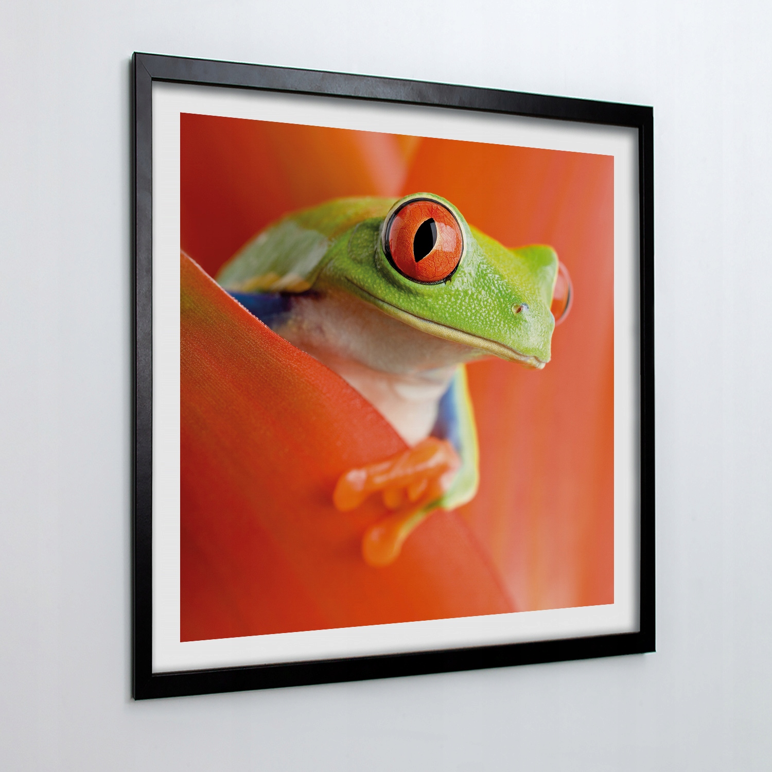 Obraz ścienny do salonu Żaba płaz kwiat 50x50 cm • Cena, Opinie ...