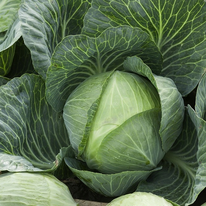 Kapusta głowiasta biała KAMIENNA GŁOWA - Nasiona (5904815180894) • Cena ...