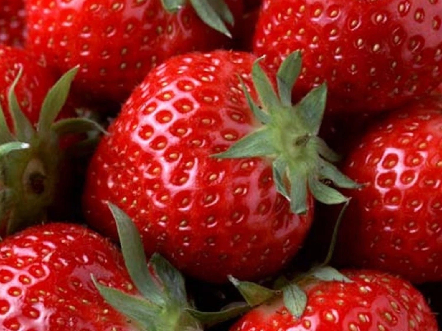 Ostara eperfa - örök termő (többcsomagos 10 db.) za 4795.00HUF-ért ...