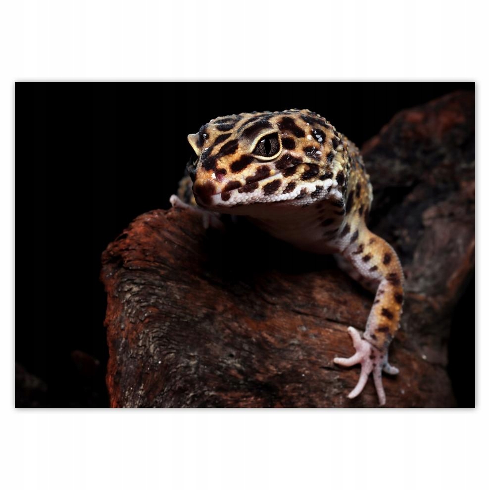 Matricák A1 SZINT Gekkó leopárd gyík za 4570.00HUF-ért - Allegro