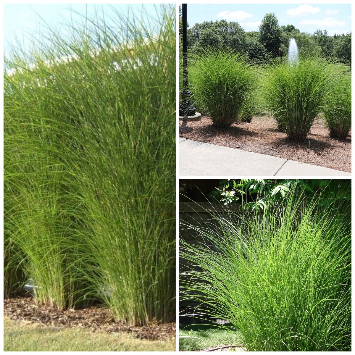 Miskant chiński Gracillimus idealny Soliter P11 (Miskant Gracillimus ...