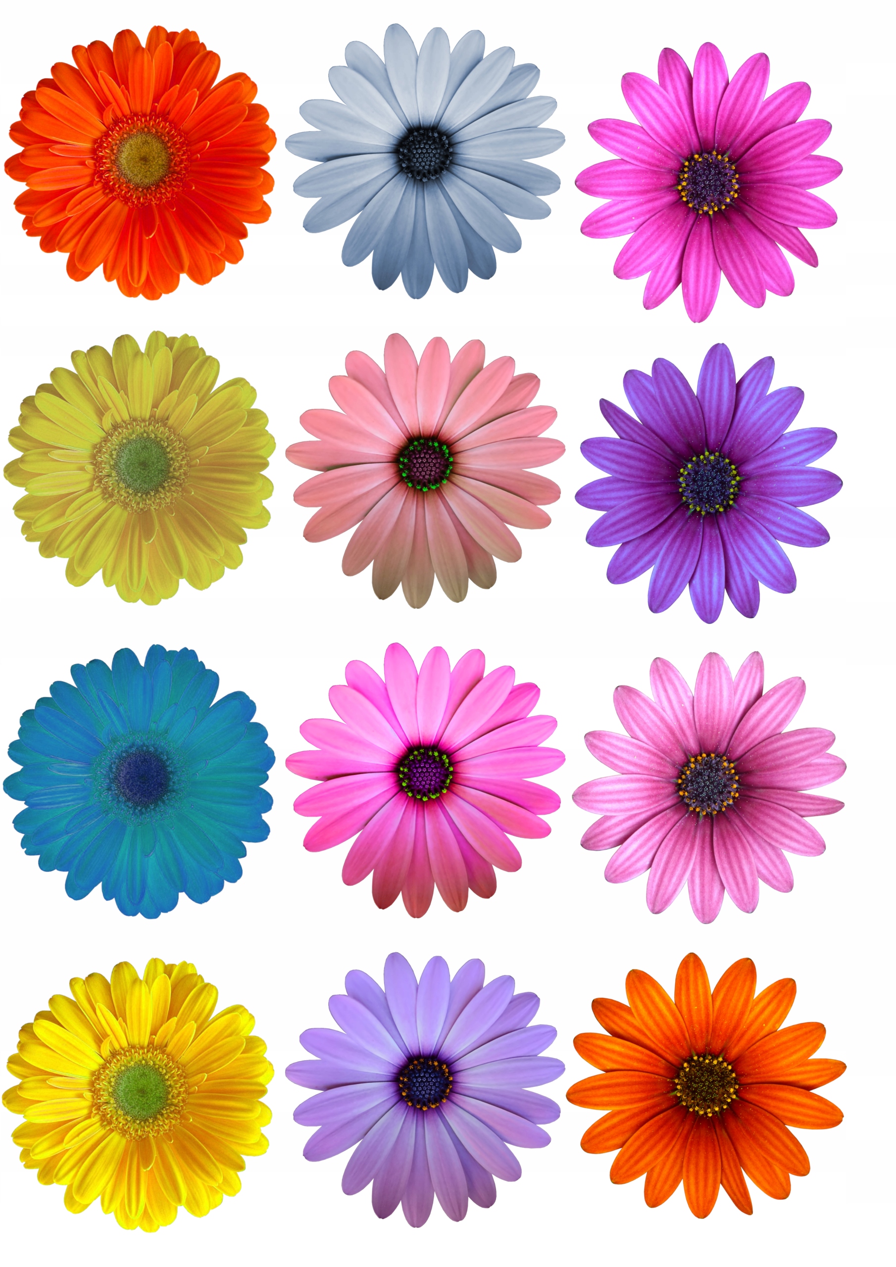 OPŁATEK WYCIĘTY KWIATEK KWIATKI GERBERA KWIAT (801944738260) • Cena ...