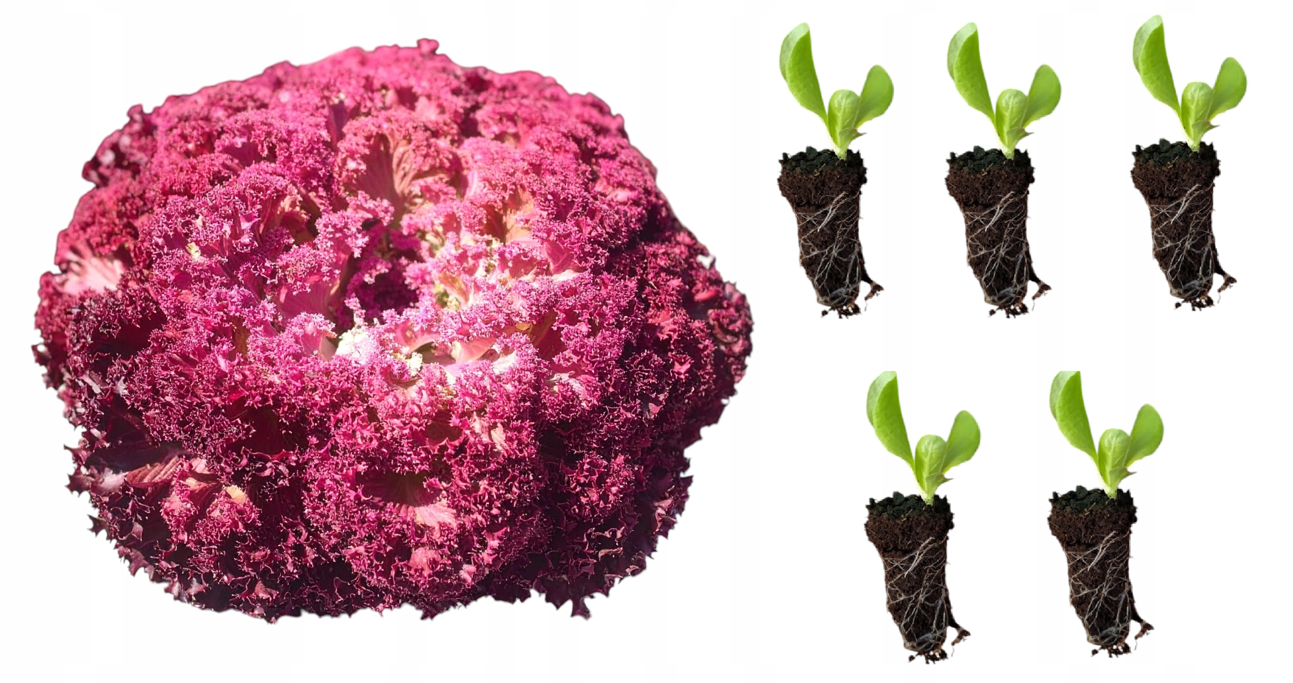 Sadzonka rozsada sałat SAŁATA LIŚCIOWA LOLLO ROSA idealna do sałatek 5 ...