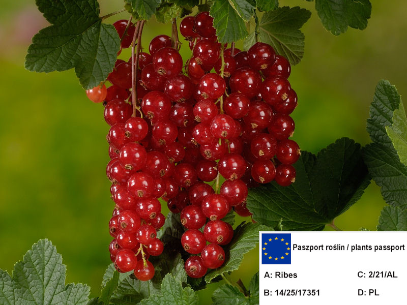 Porzeczki DETVAN sadzonka z gołym korzeniem 30-40 cm • Cena, Opinie ...