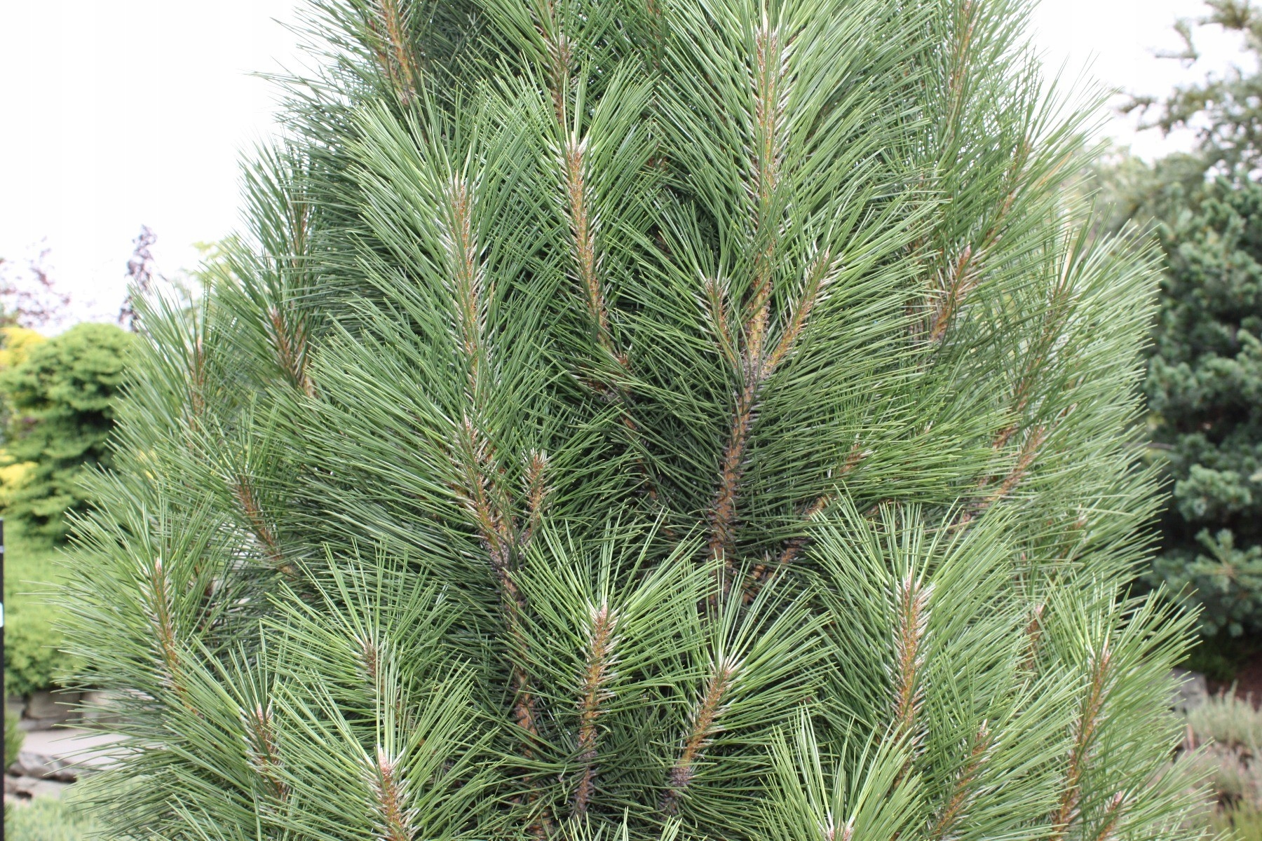 Sosna czarna 'Fastigiata' (Pinus nigra) - sadzonki 13528835463 - Allegro.pl