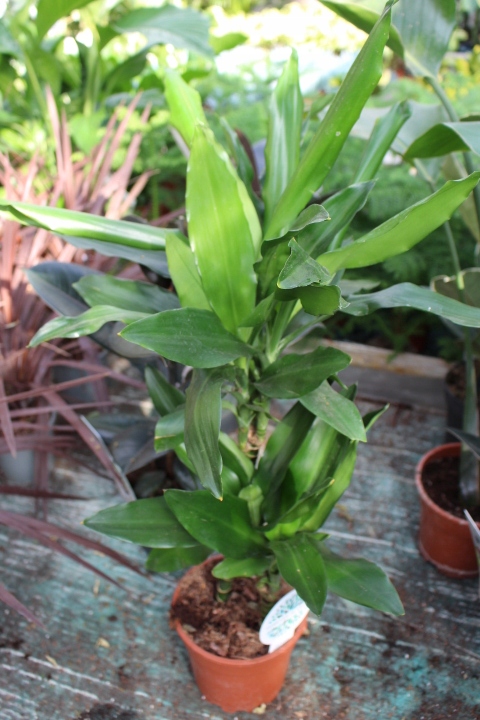 DRACENA FRAGRANS (DRACENA WONNA) BARDZO DUŻA! • Cena, Opinie • Rośliny ...