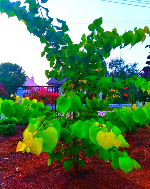 Judaszowiec kanadyjski Cercis ŻÓŁTY LIŚĆ! UNIKAT ! • Cena, Opinie ...