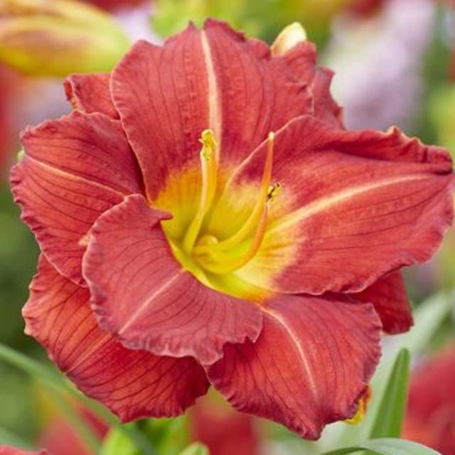 Hemerocallis Liliovník Booby Ruby 1 ks sazenice bylina oddenek za 157.00CZK - Allegro