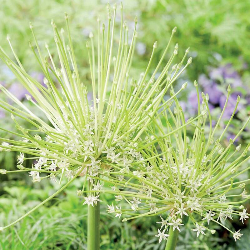 Allium Czosnek Arctic Snow cebulki cebule 1 szt. (A2311) • Cena, Opinie ...