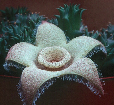 Kaktusy! -Diplocyatha ciliata-Orbea ciliata - RARYTAS!!! • Cena, Opinie ...