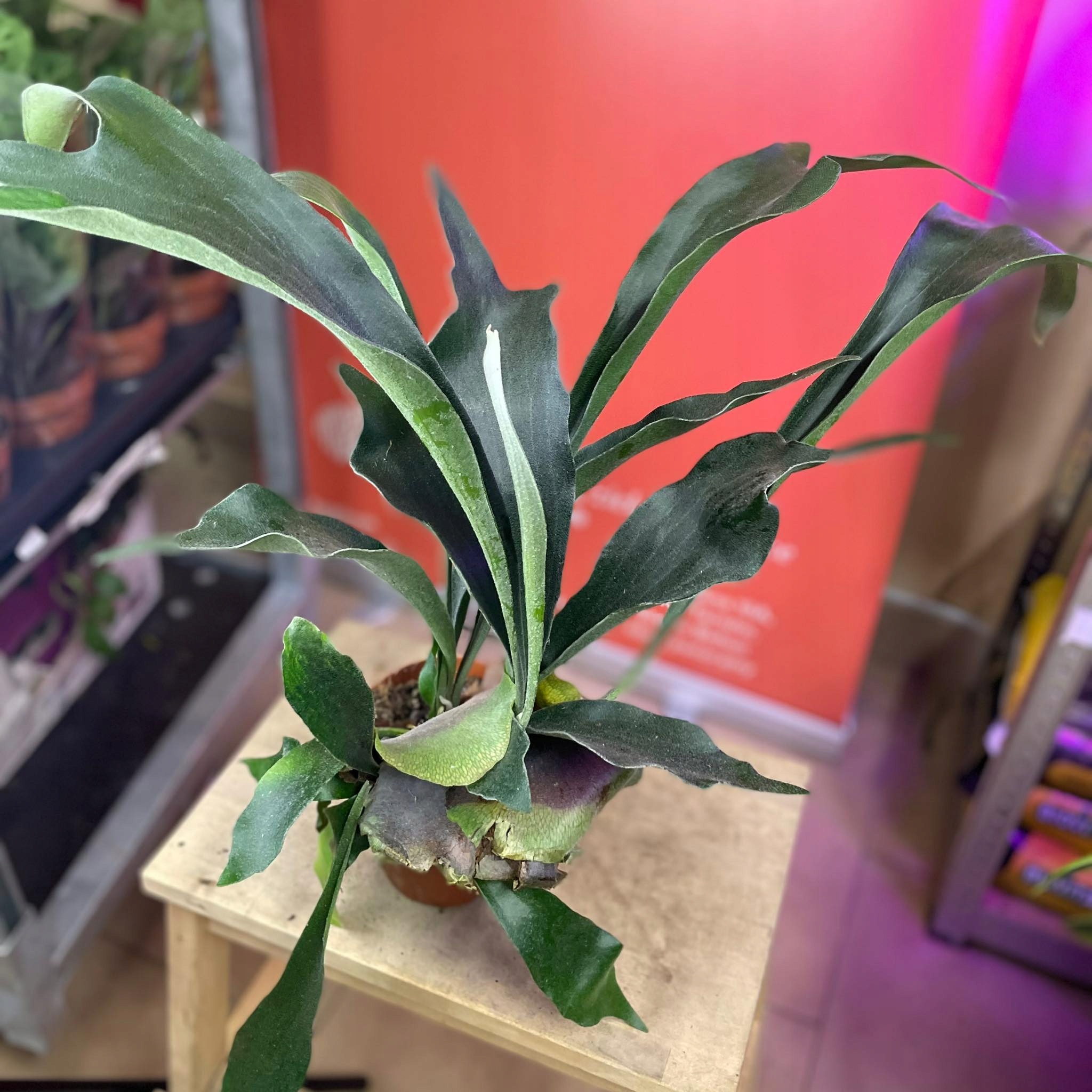 Platycerium - Łosie Rogi - Rośliny i kwiaty doniczkowe - największy ...