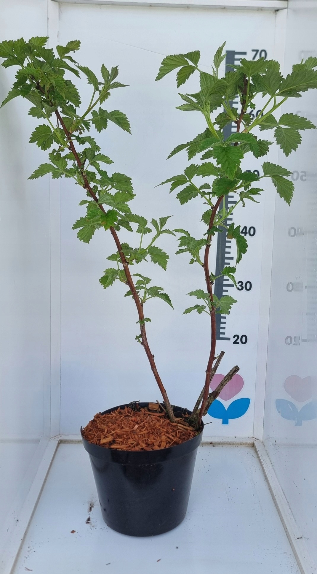 Ribizli Rovada Nagy növény Palánta kaspó C2 Gyümölcs Július/Augusztus ...