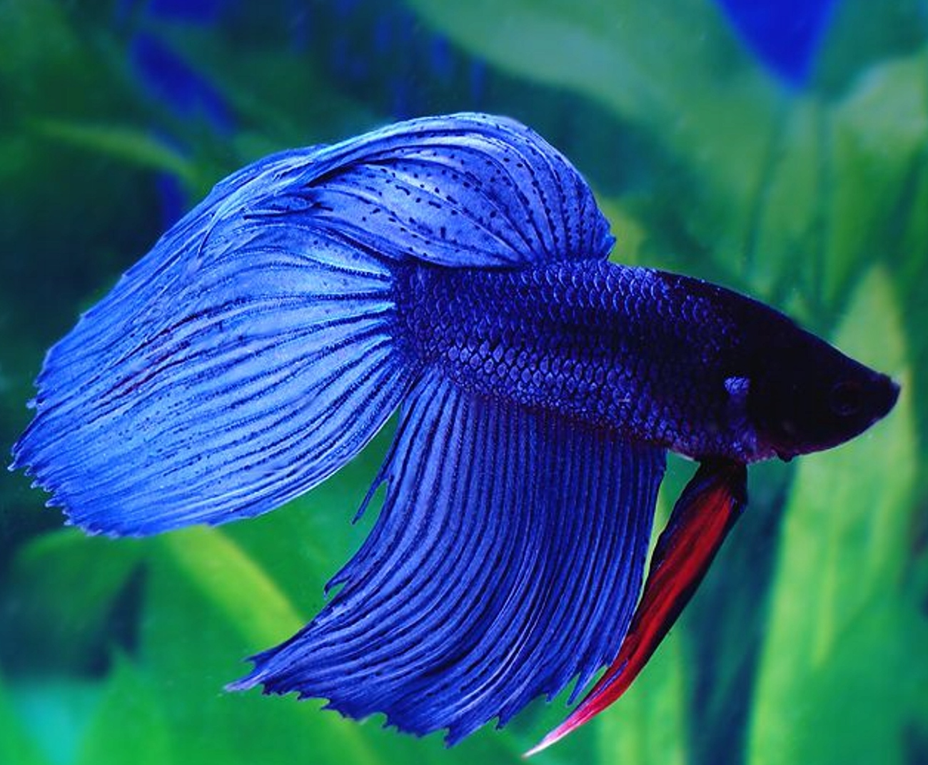 Bojownik wspaniały NIEBIESKI - Syjamski - Betta • Cena, Opinie • Ryby ...