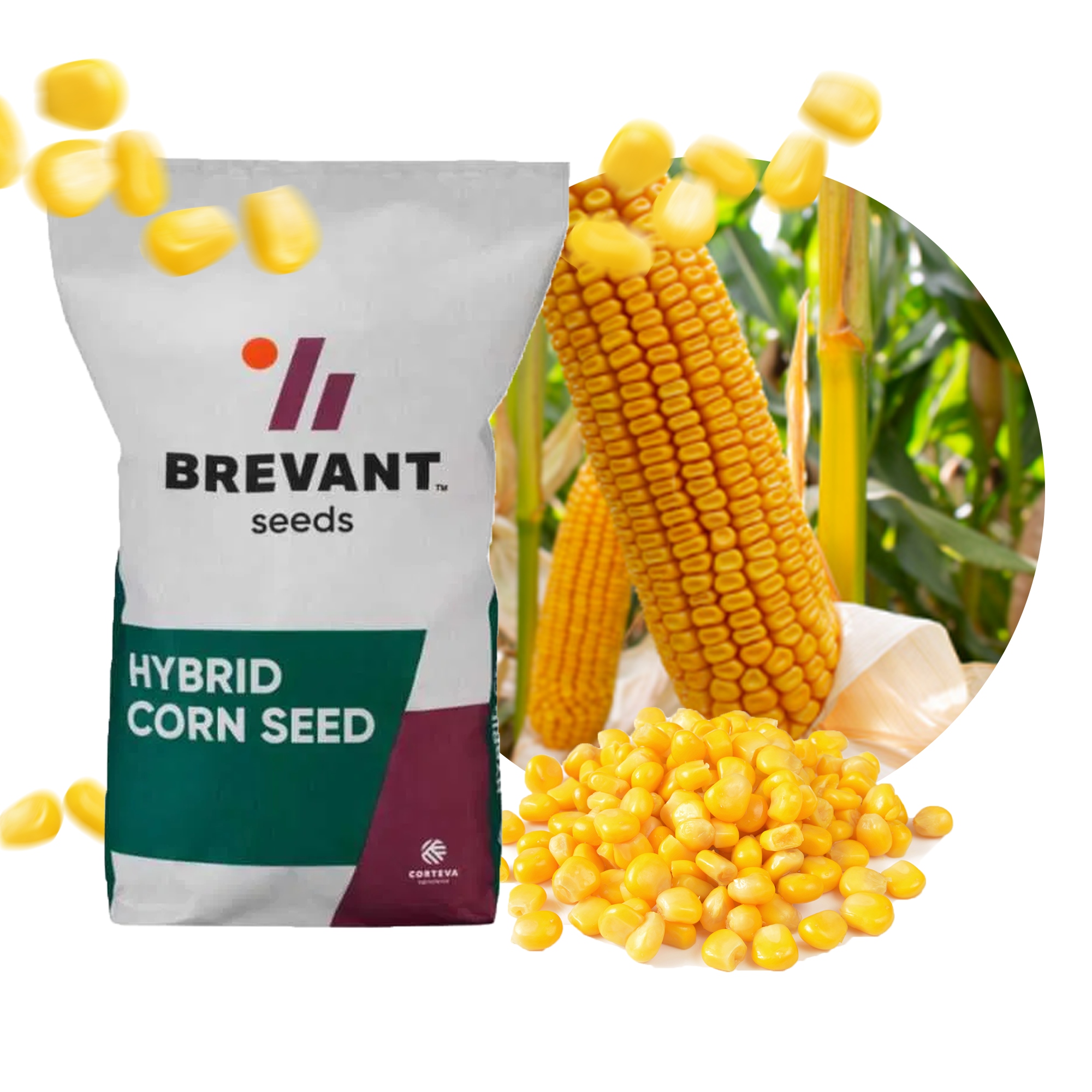 B2857B Brevant 2023 Nasiona kukurydzy NR 1 2021 r. - porównaj ceny ...
