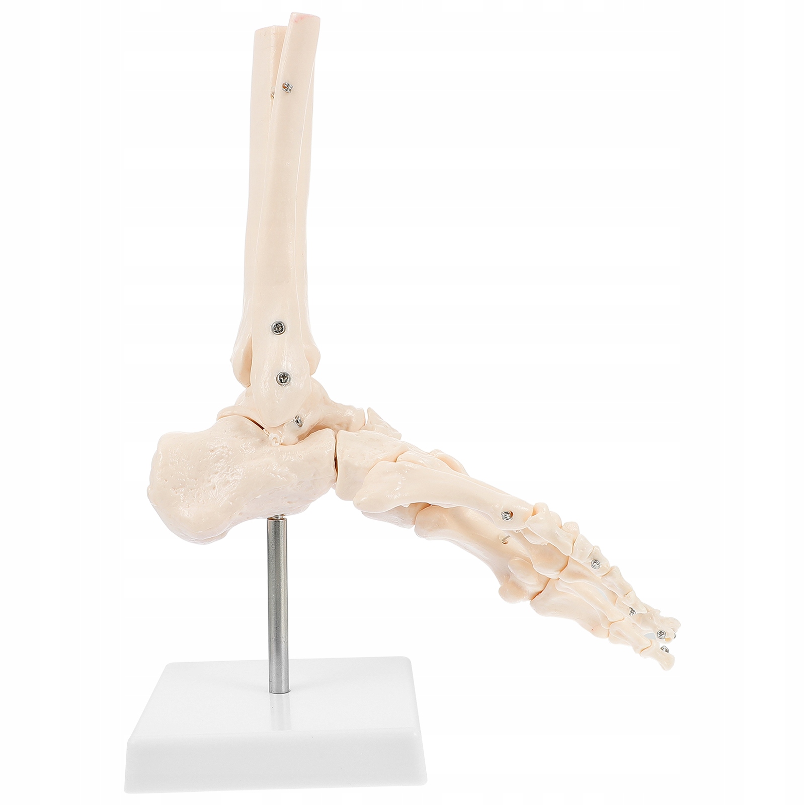 MODELE MODEL KOŚCI STOPY MODEL SZKIELETOWY PVC MODEL ANATOMICZNY ... MODELE MODEL KOŚCI STOPY MODEL SZKIELETOWY PVC MODEL ANATOMICZNY ...