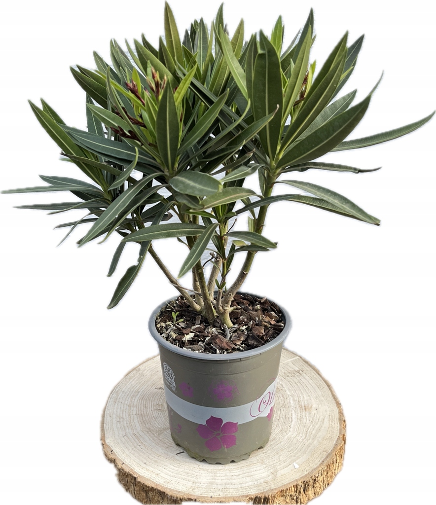 Oleander Pospolity Nerium Oleander 14/35 • Cena, Opinie • Rośliny ...
