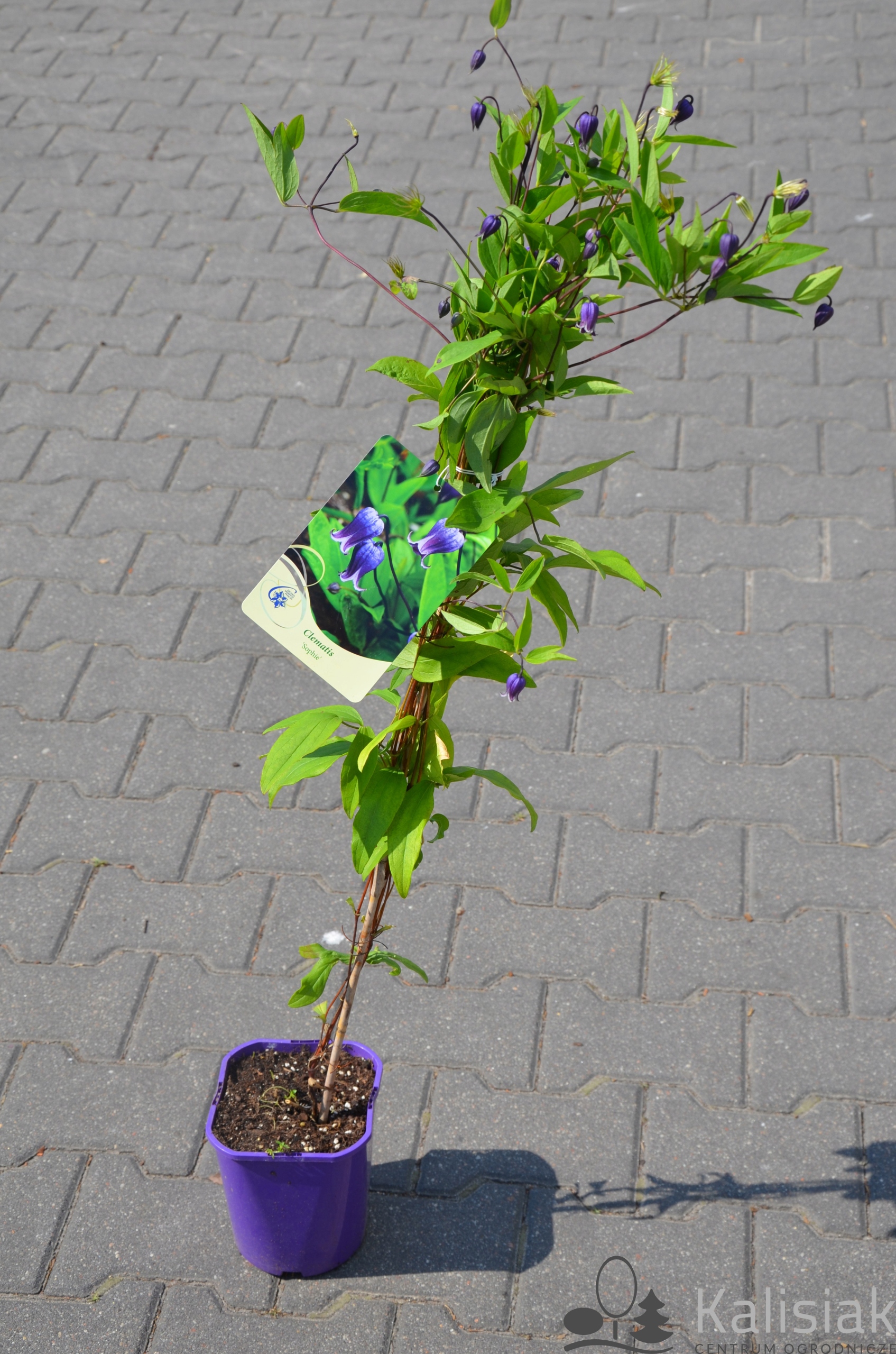 Clematis 'Sophie' Powojnik 70-90 cm 2L • Cena, Opinie • Rośliny pnące ...
