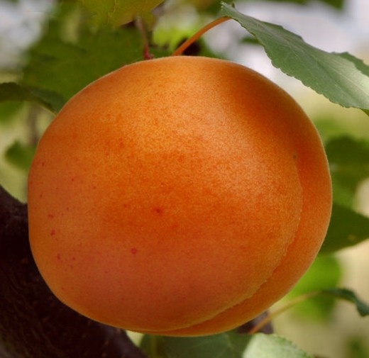 MORELA OLIMP - KRÓLEWSKIE OWOCE, WYSOKOODPORNA, PÓŹNO KWITNĄCA ! • Cena ...