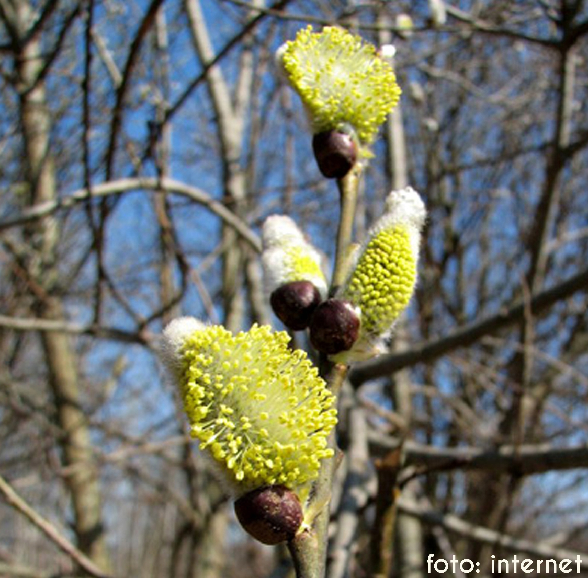 VŔBA IWA P9 za 4.59EUR - Allegro