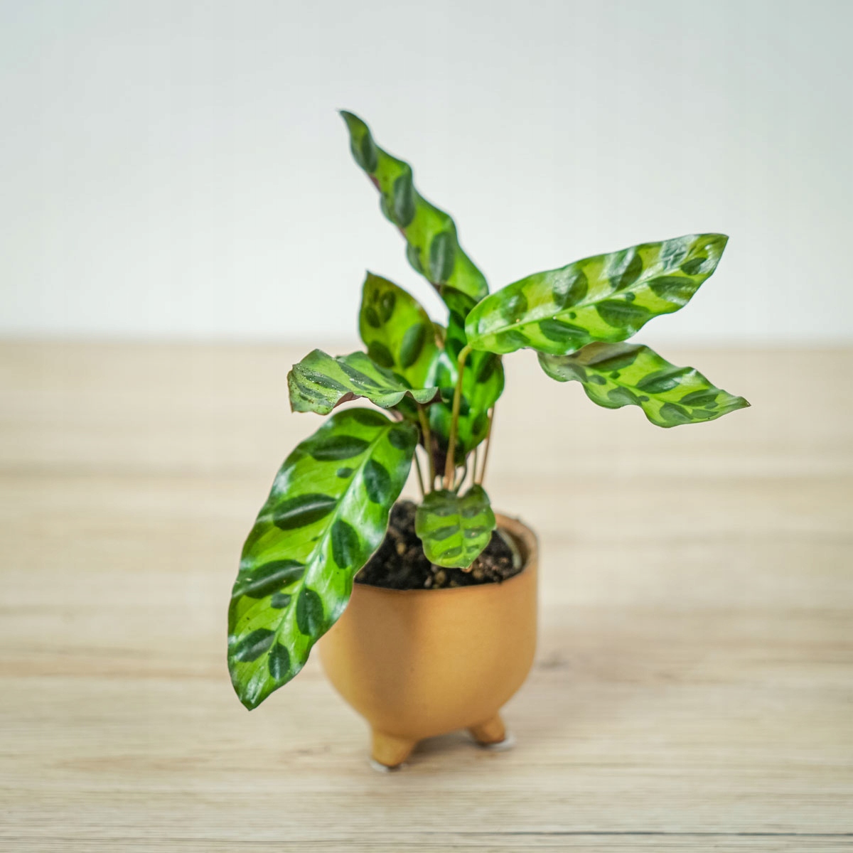 Calathea Lancifolia XS Kalatea Lancetolistna HIT • Cena, Opinie ...