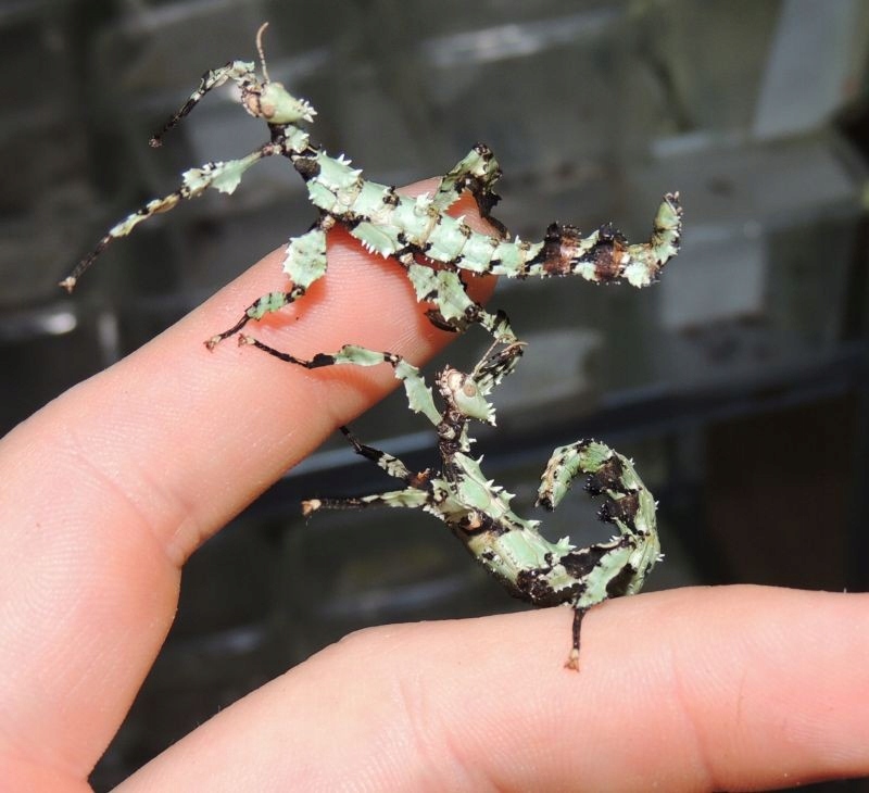 Straszyk AUSTRALIJSKI Extatosoma LICHEN L2-3 • Cena, Opinie - Allegro