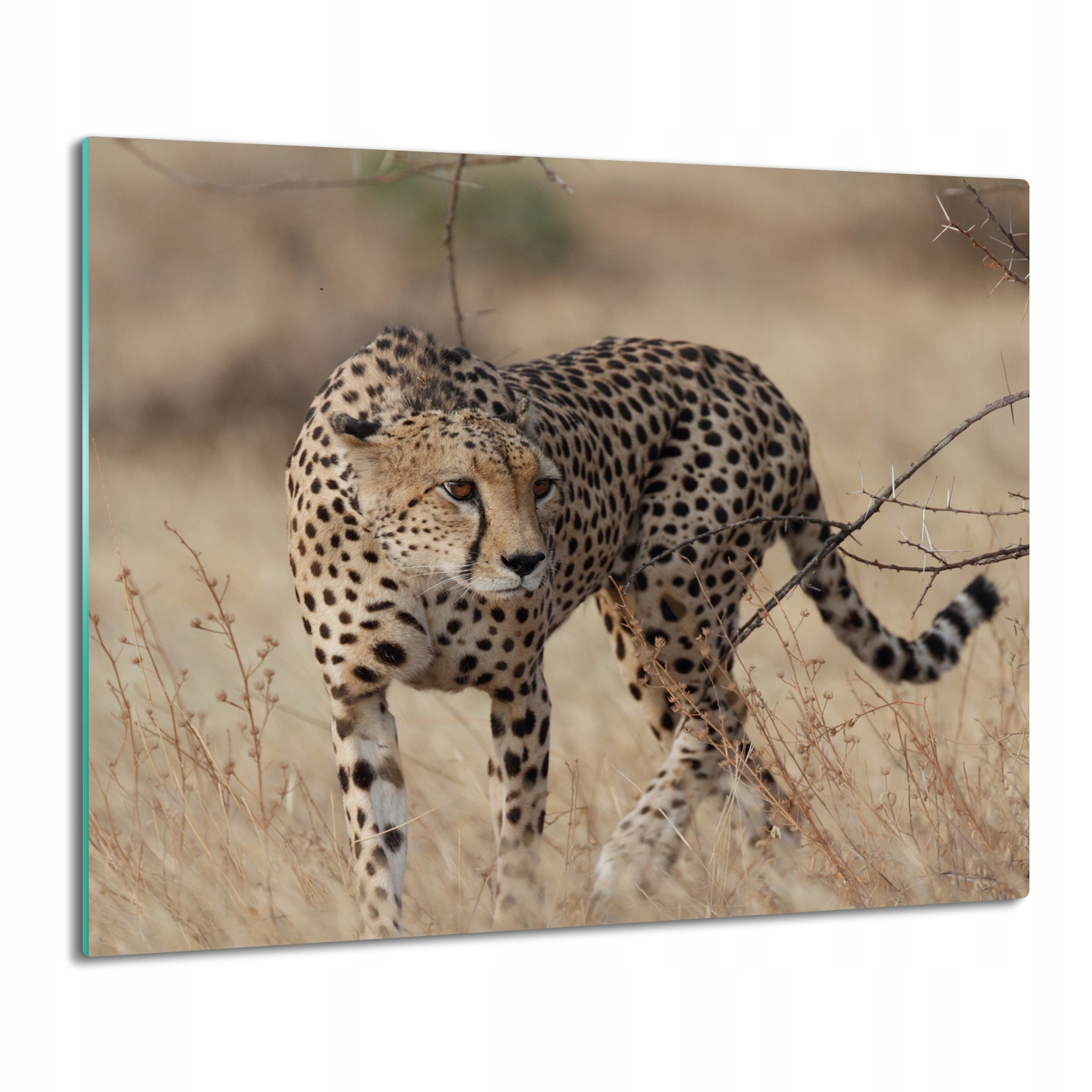 s grafikou krytka splashback Lovící gepard 60x52 za 949.00CZK - Allegro