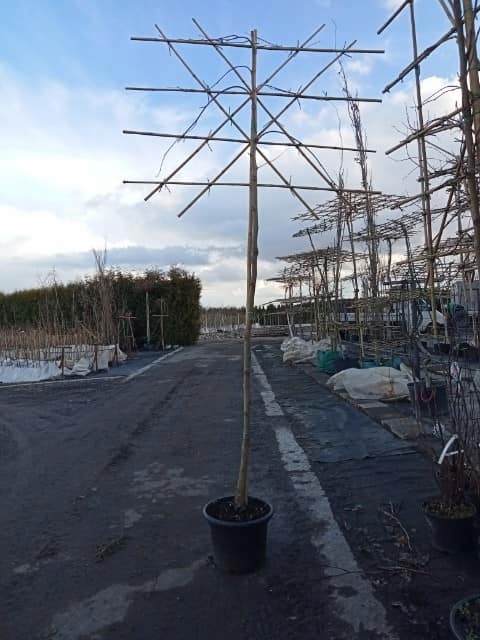 Platan klonolistny sadzonka w pojemniku 3-5l 90-100 cm • Cena, Opinie ...