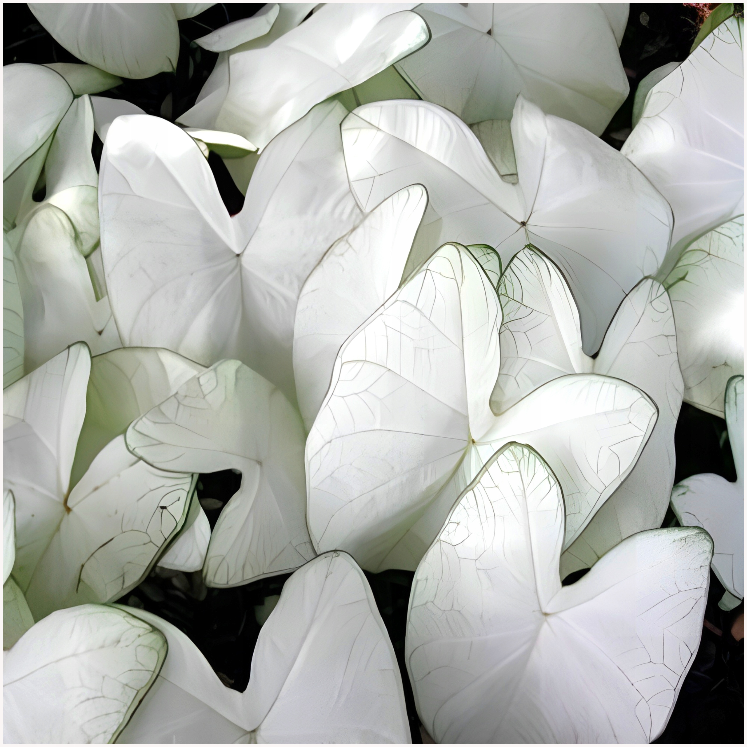 KALADIUM BULWA OGRODOWE CALADIUM FLORIDA MOONLIGHT sadzonki 3 szt ...