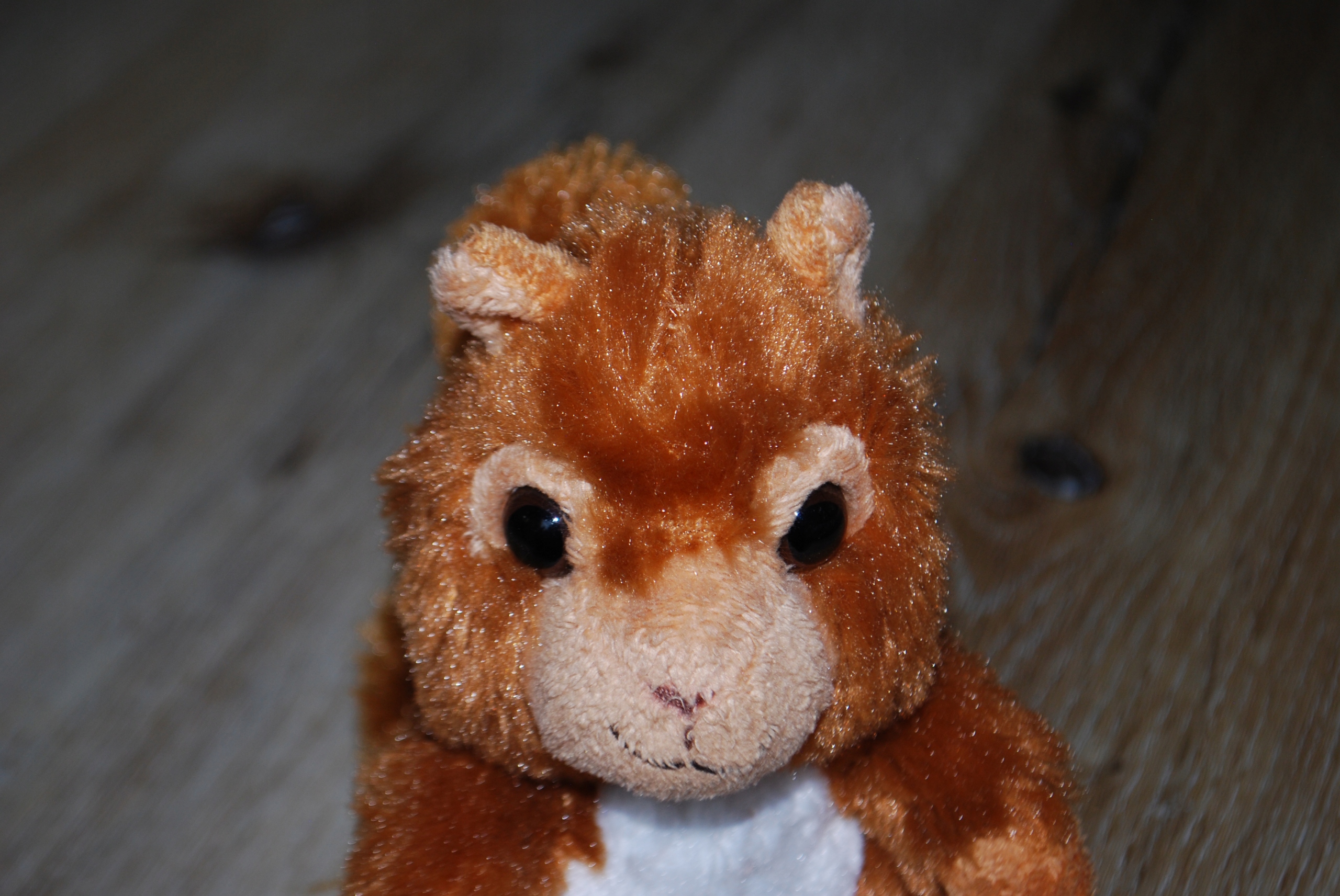 Maskotka mała wiewiórka • Cena, Opinie - Allegro