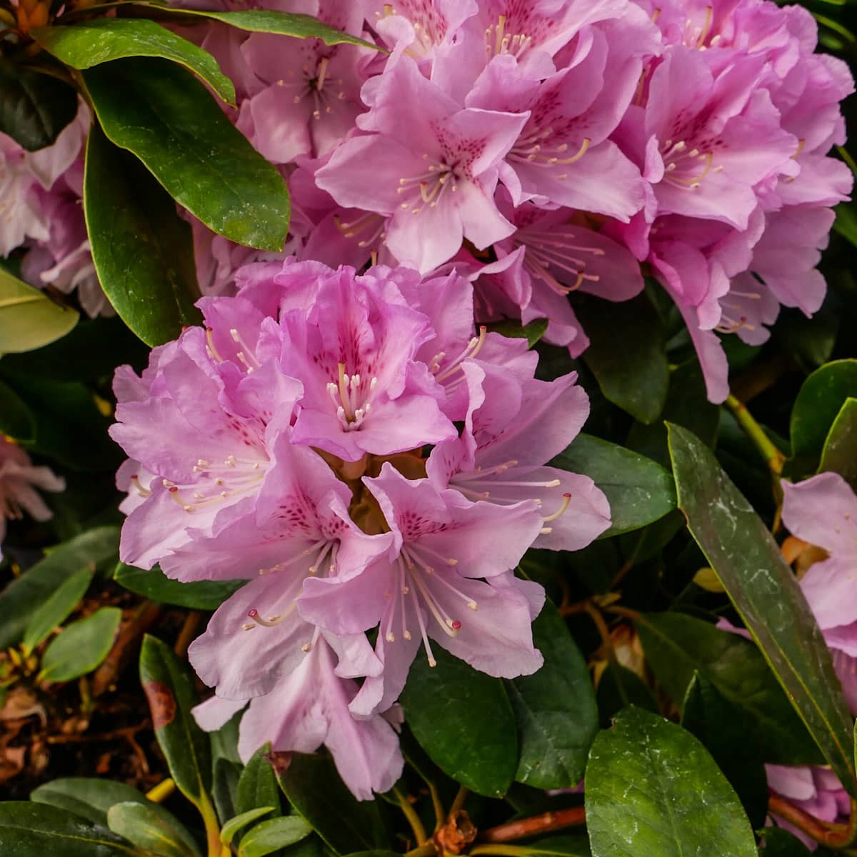 Rododendron - Niska cena na Allegro.pl - Strona 2