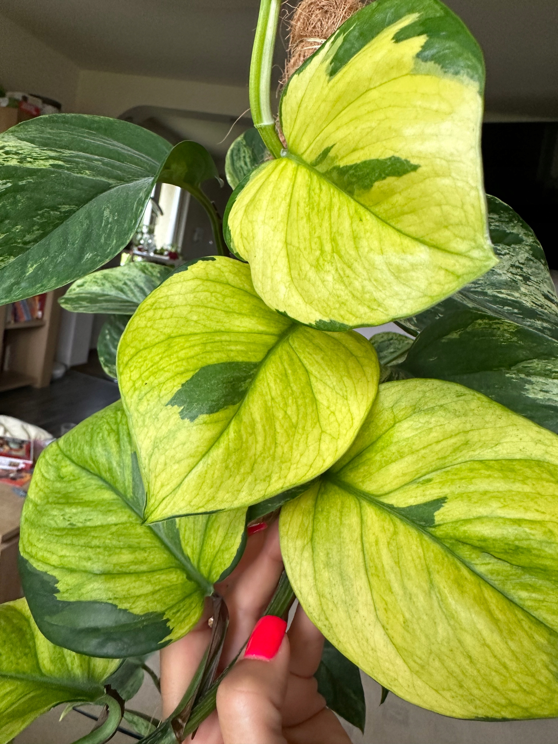 Epipremnum Manjula Golden Mutation #63 • Cena, Opinie • Rośliny ...