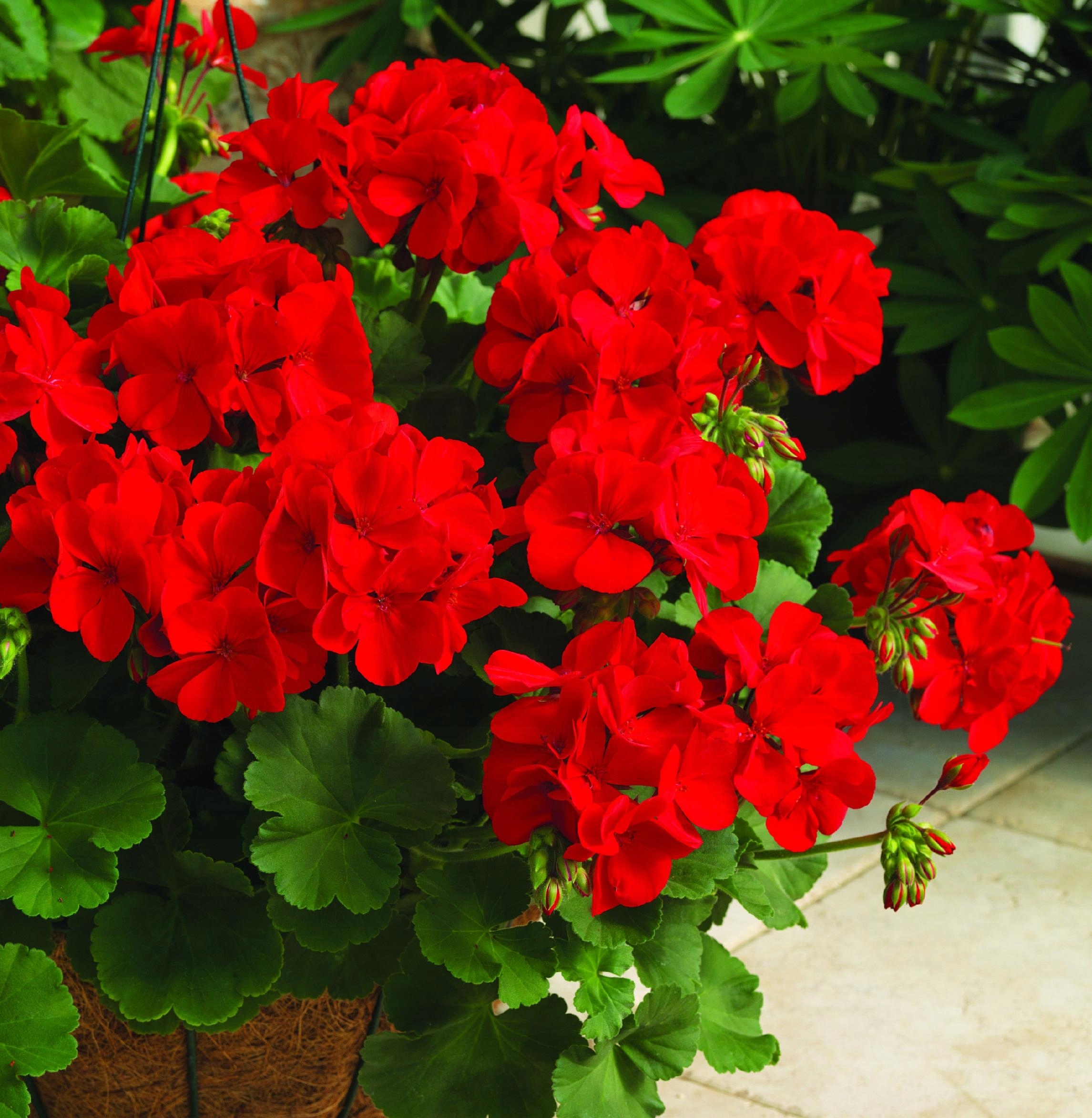 Pelargonia rabatowa Gama czerwona Legutko 0,05g (5903837270200) • Cena ...
