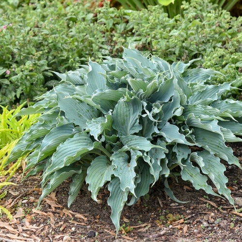 Funkia 'Waterslide' (Hosta) sadzonka w pojemniku 1-2l • Cena, Opinie ...