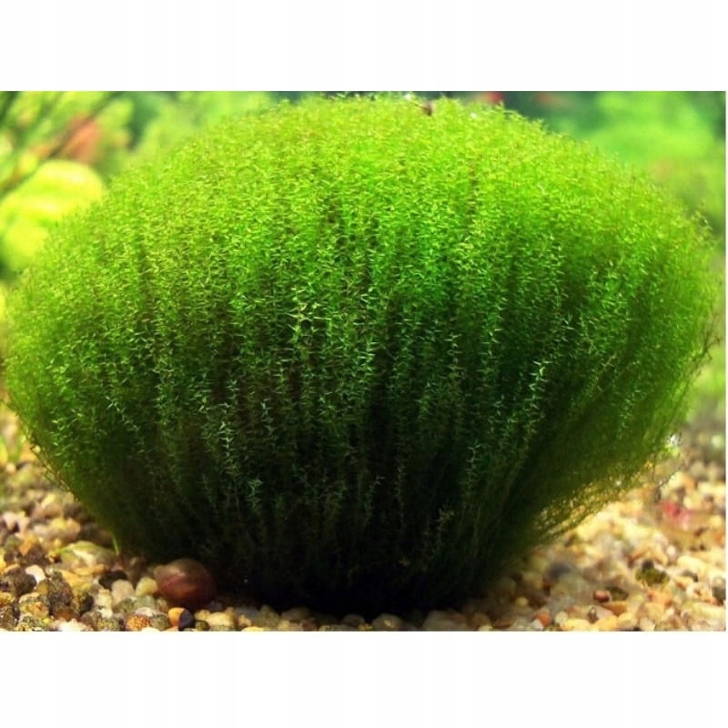 Mech Stringy Moss - Leptodictyum Riparium Mecha do Akwarium Roślina ...