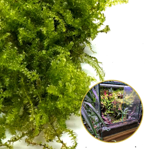 Mech Żywy InVitro Naturalny Mech do Terrarium VESICULARIA Christmas ...