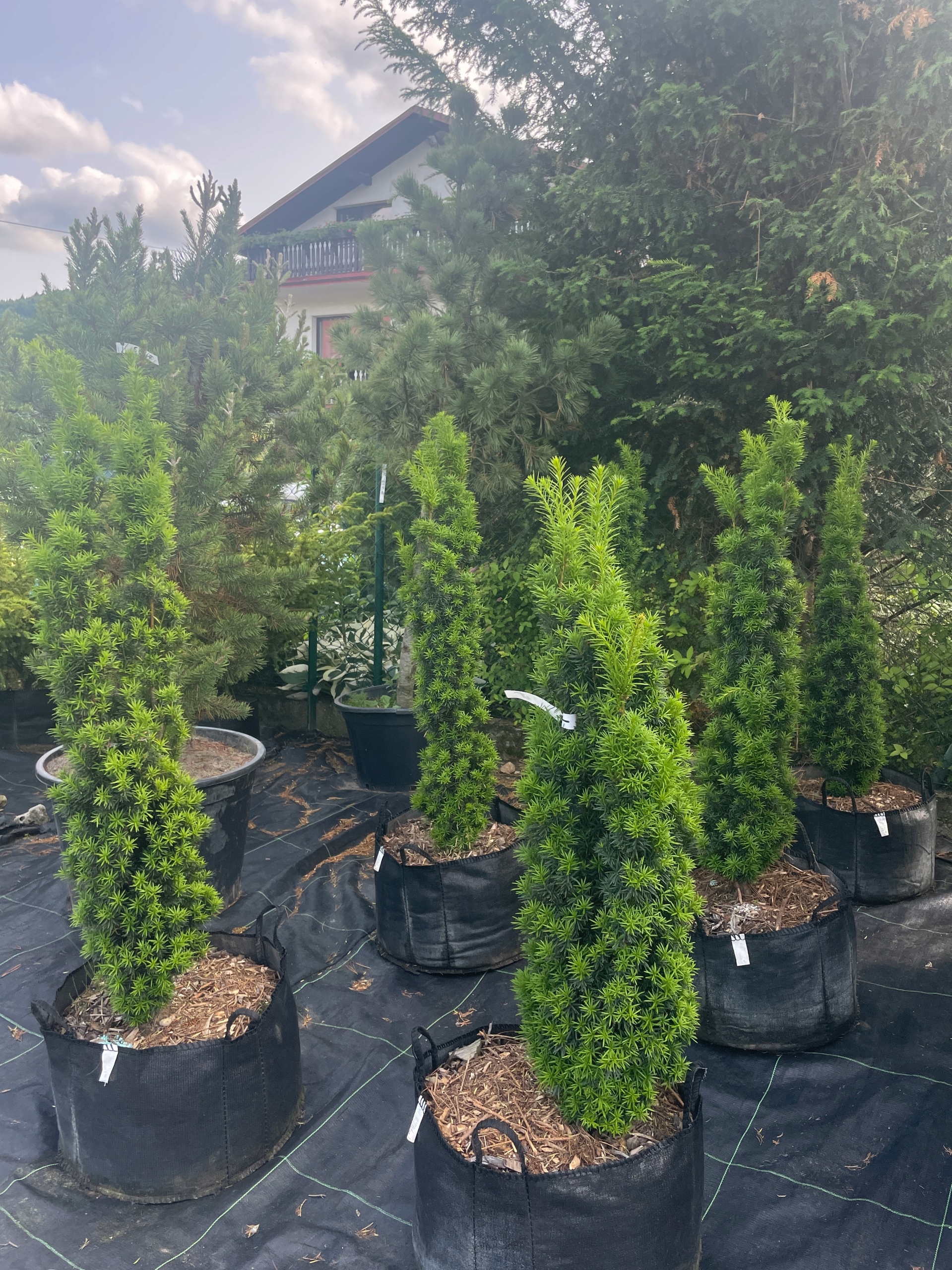 Cis Wojtek 110-120cm • Cena, Opinie - Allegro