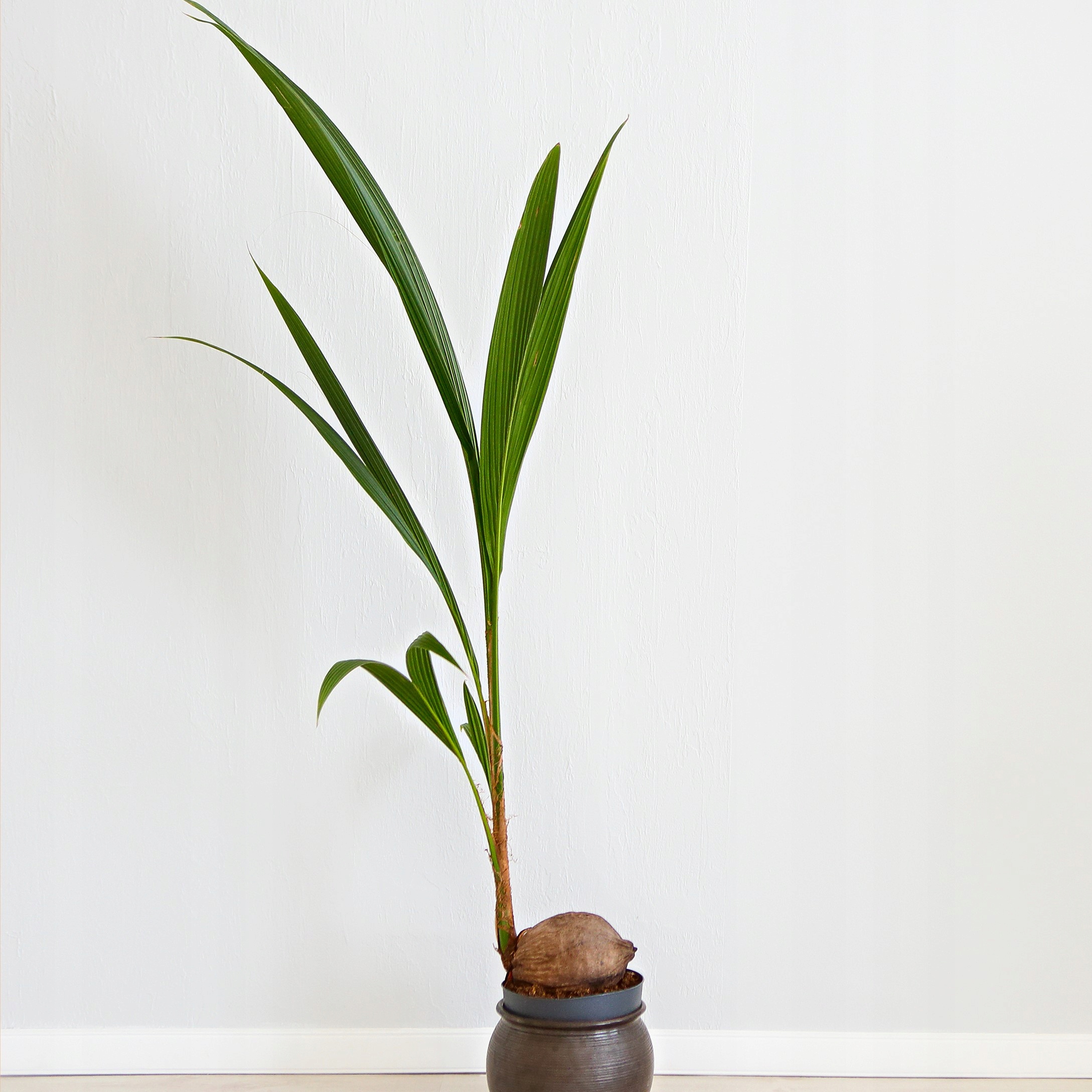 Cocos Nucifera prawdziwy KOKOS palma kokosowa (5903999116606) • Cena ...