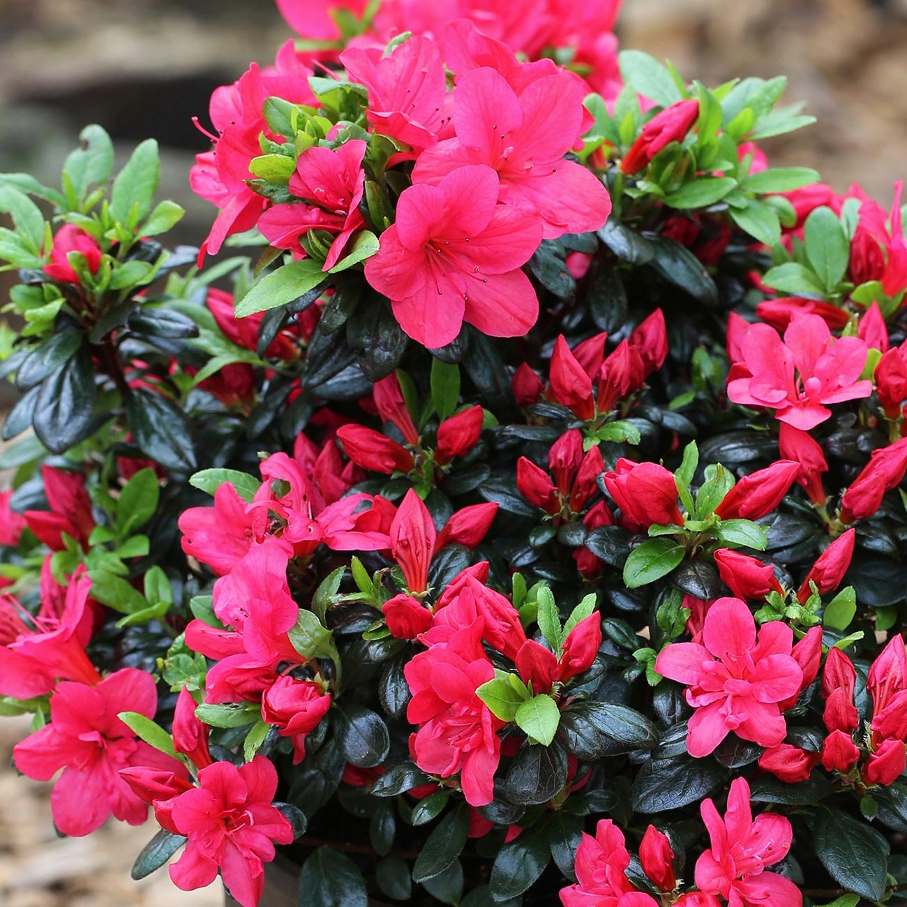 Azalia japońska MARUSCHKA zimozielona OBFICIE KWITNĄCA (5904873414191 ...