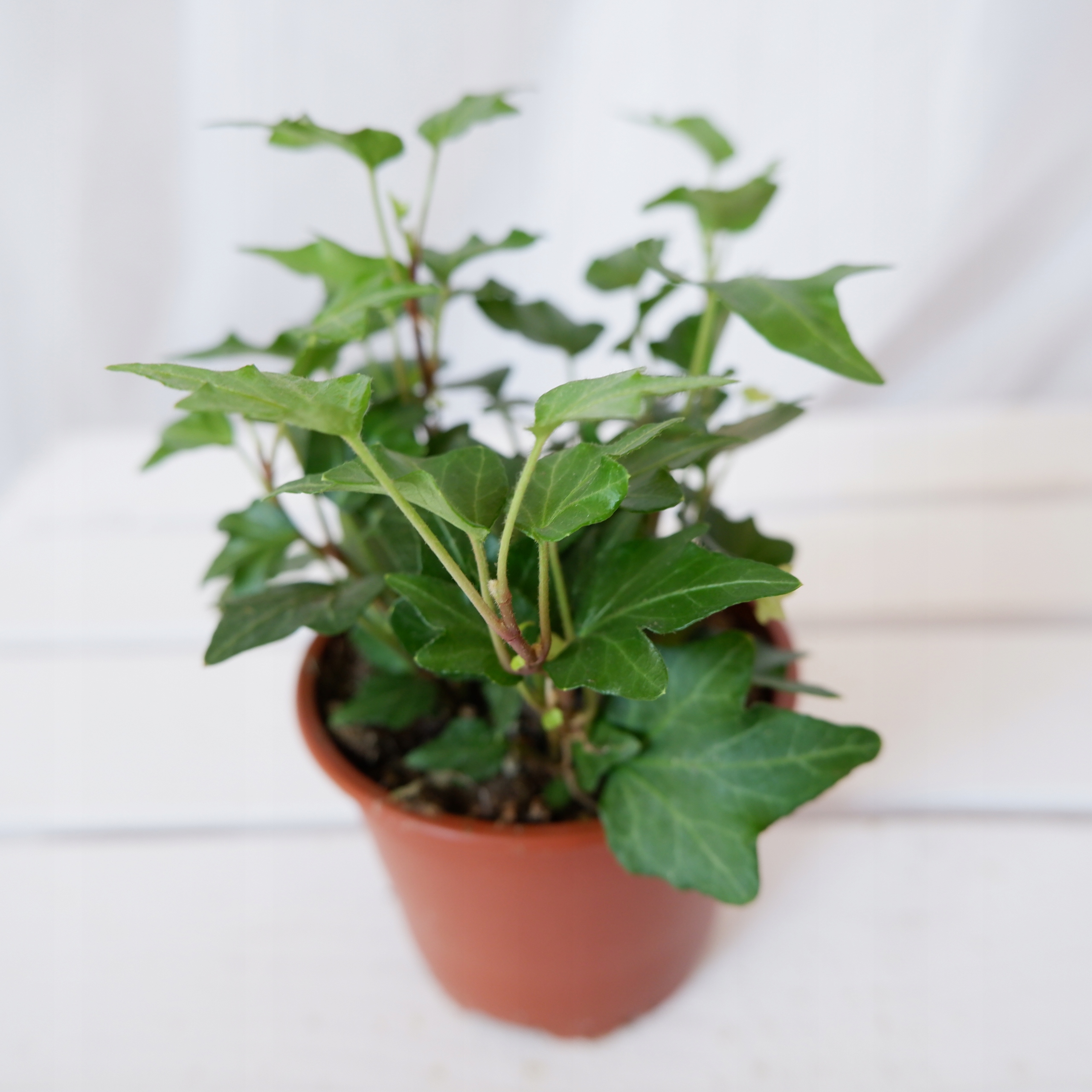 Hedera Helix 'erecta' Bluszcz - Rośliny ogrodowe - Największy wybór ...