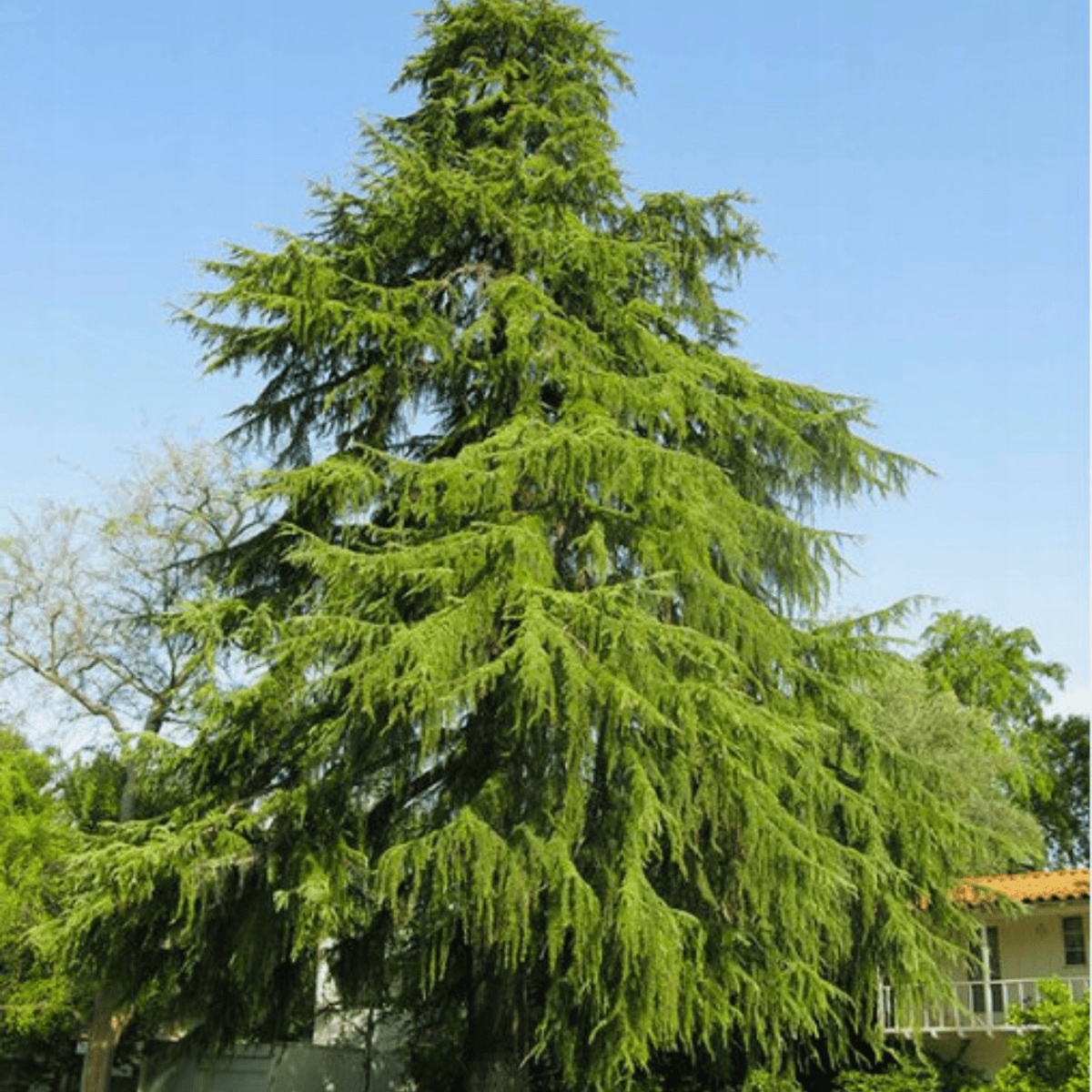 Cedr Himalajski Sadzonka w Doniczce • Cena, Opinie • Drzewa i krzewy iglaste 14557386139 • Allegro