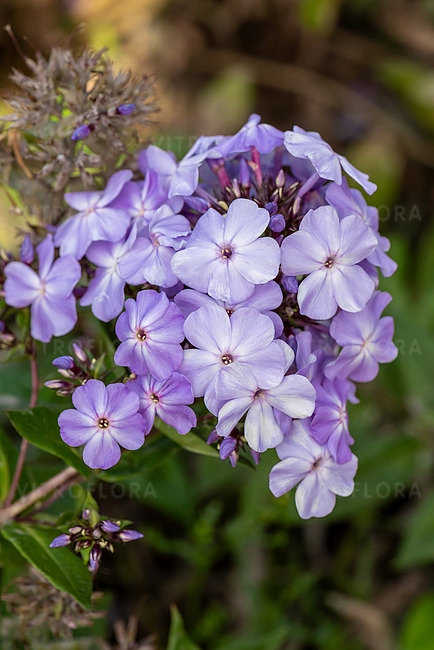 Floks Blue Boy niebieski sadzonka w pojemniku 1-2l 40 cm • Opinie - Allegro