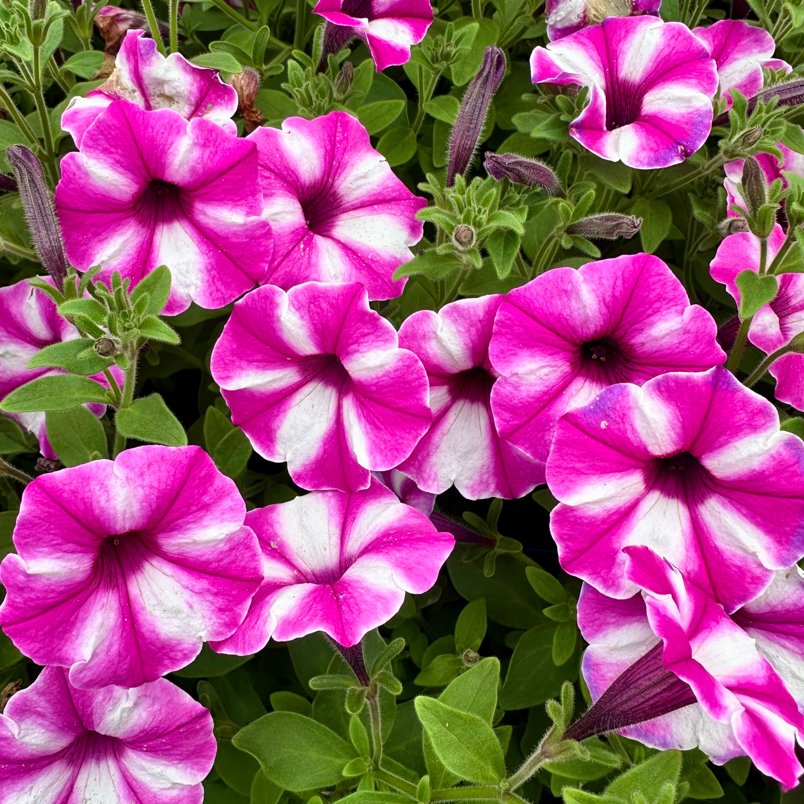 Supertunia VISTA Raspberry Star DUŻA KWITNĄCA SADZONKA • Cena, Opinie ...