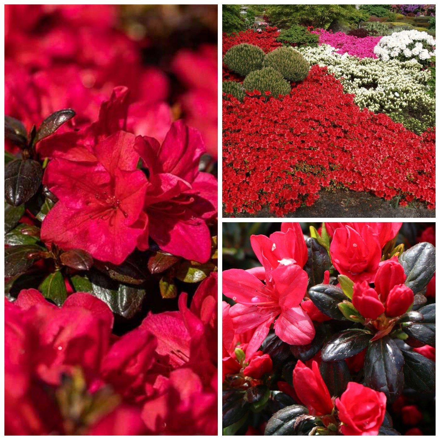 Azalia Japońska Maruschka Czerwono-różowa Miniaturowa Sadzonka P9 ...