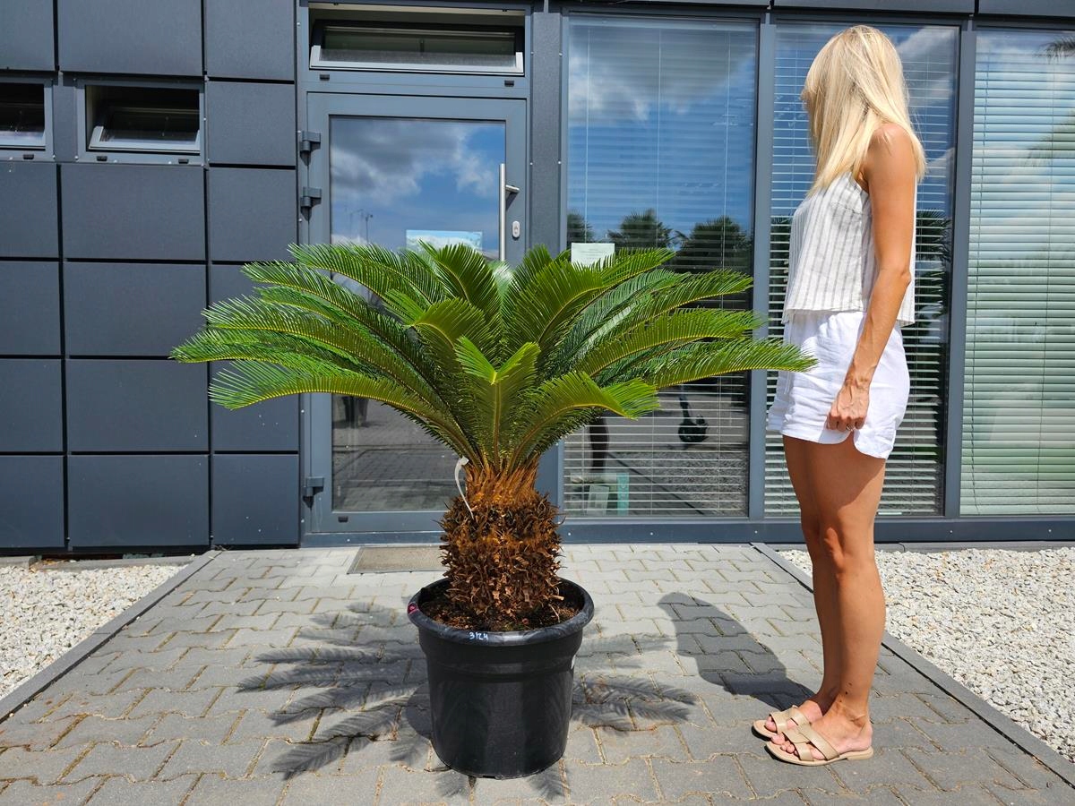CYCAS REVOLUTA PALMA SAGOWIEC CYKAS PALMY ROŚLINA WEWNĘTRZNA OGRÓD ...