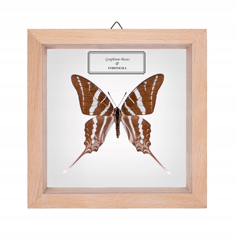 Motyl w gablotce Graphium rhesus • Cena, Opinie • Obrazki i ramki ...